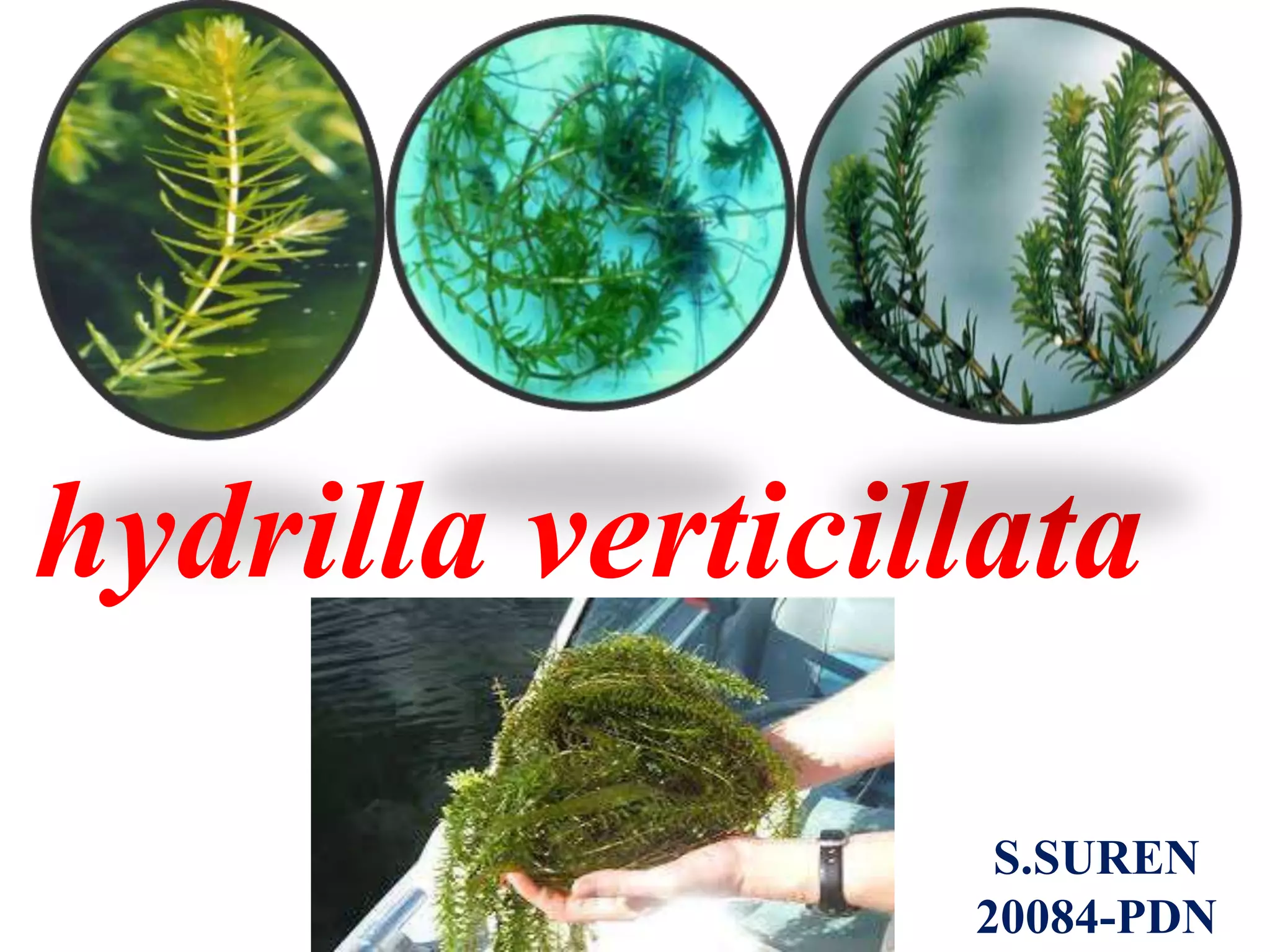 Hydrilla verticillata | PPTX