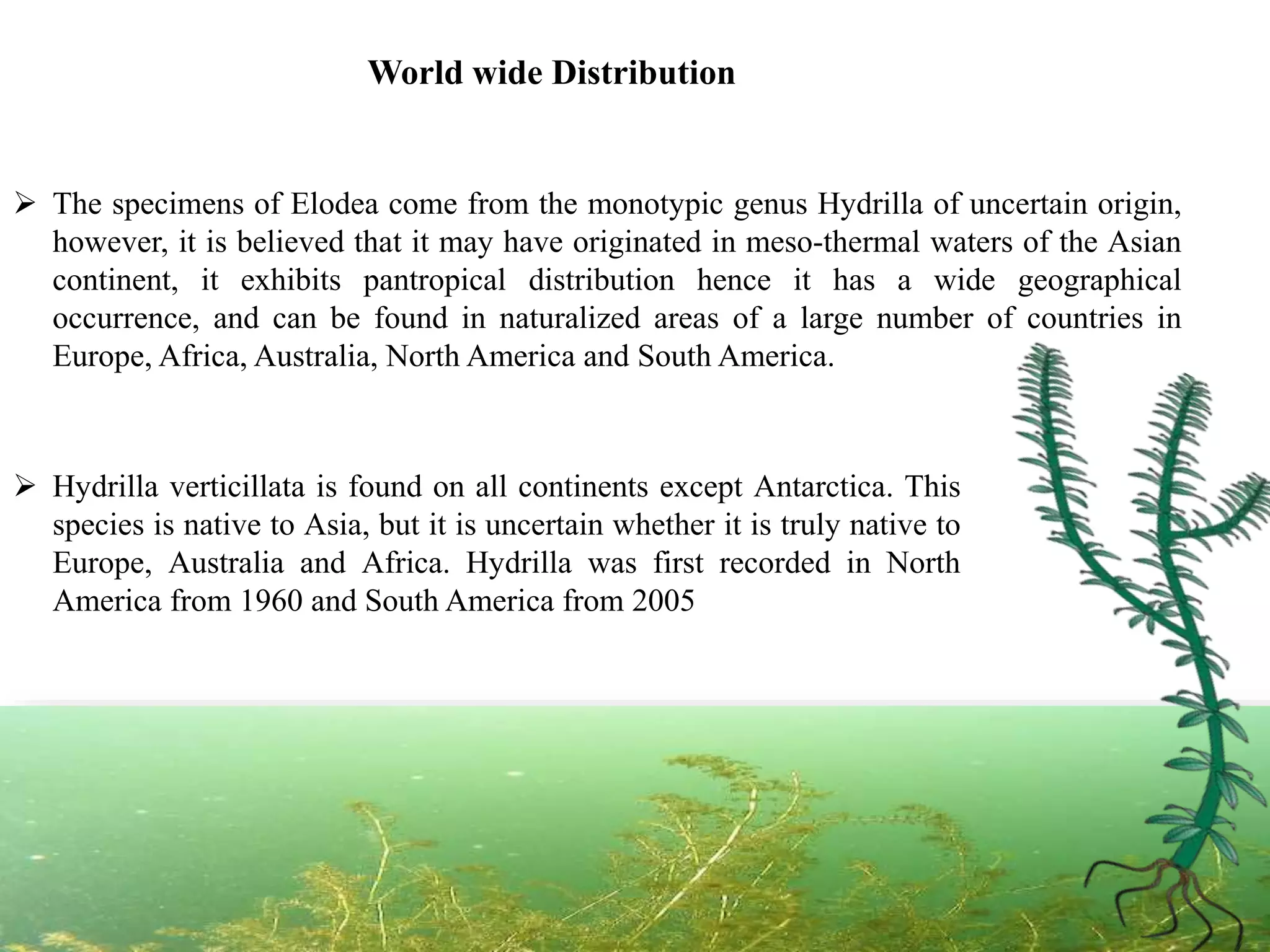 Hydrilla verticillata | PPTX