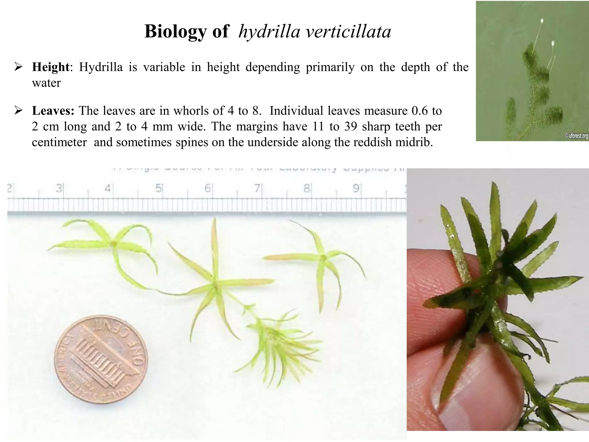 Hydrilla verticillata | PPTX