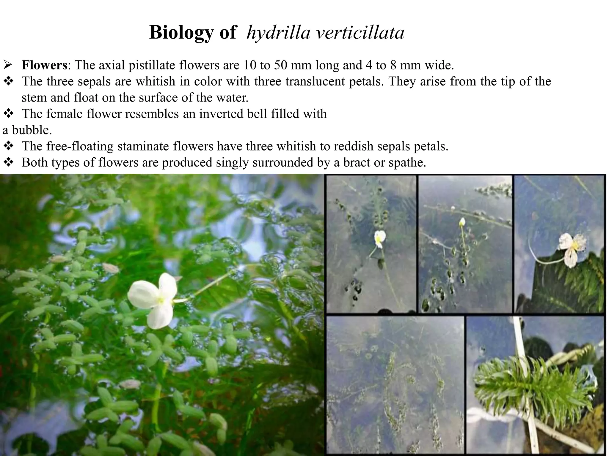 Hydrilla verticillata | PPTX