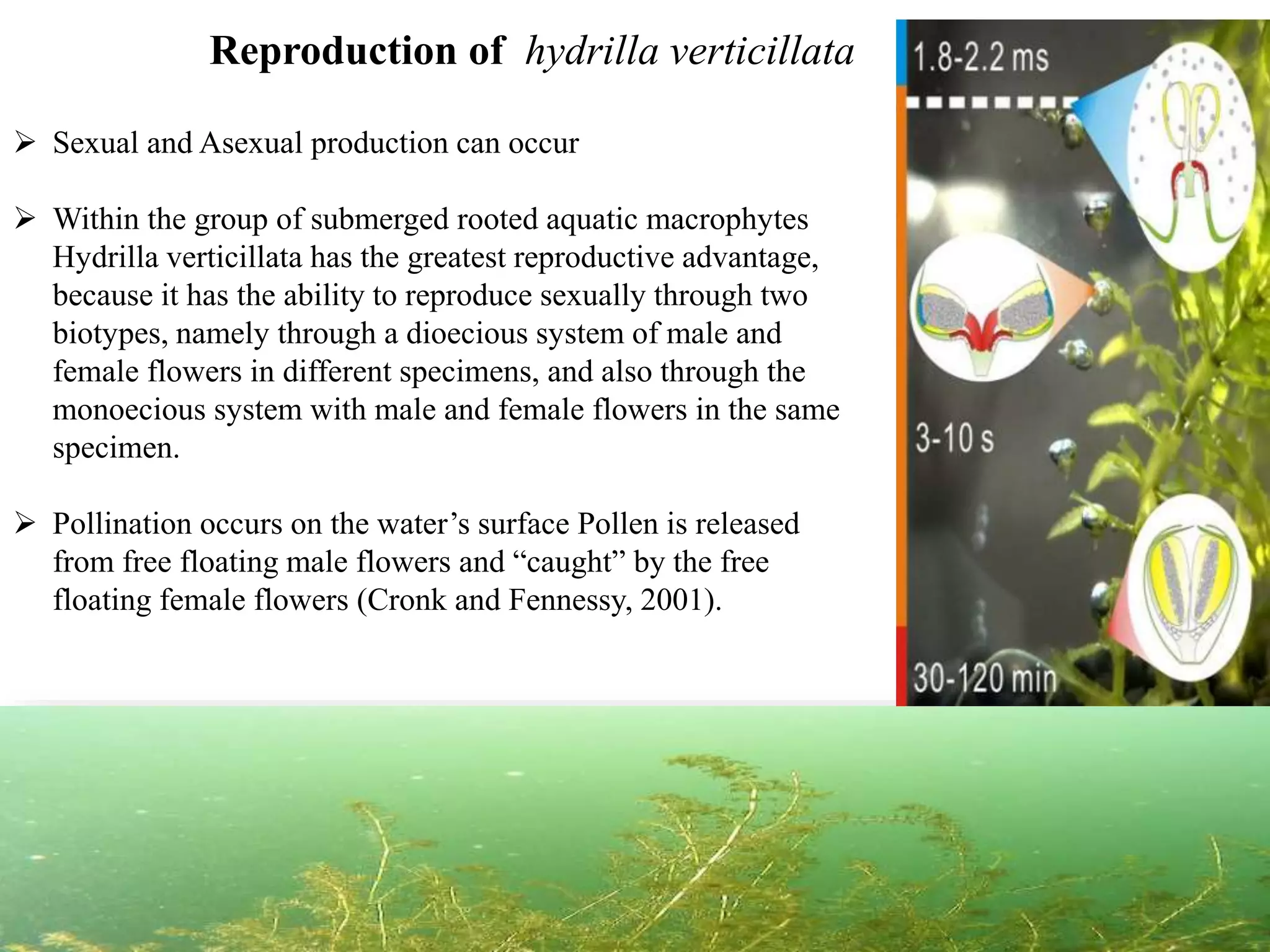 Hydrilla verticillata | PPTX