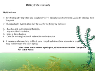 Hydrilla verticillata | PPTX