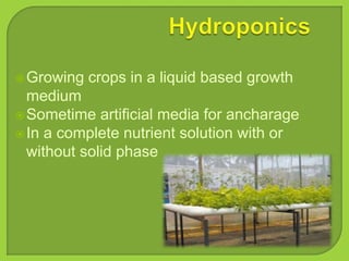 Hydroponic structures | PPTX | Agriculture | Industries