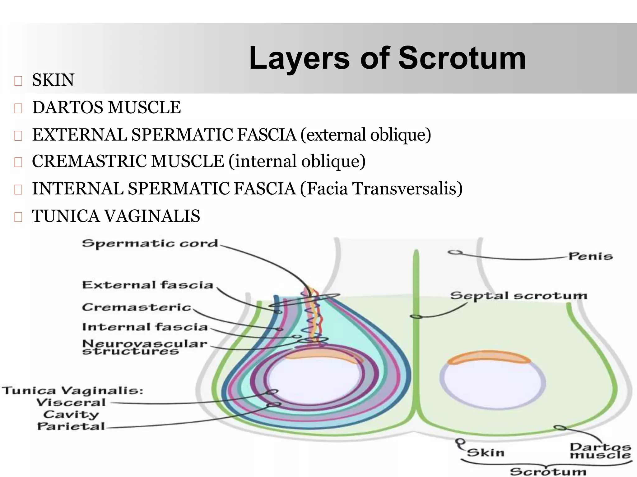 Hydrocele- All types & treatment options | PPTX