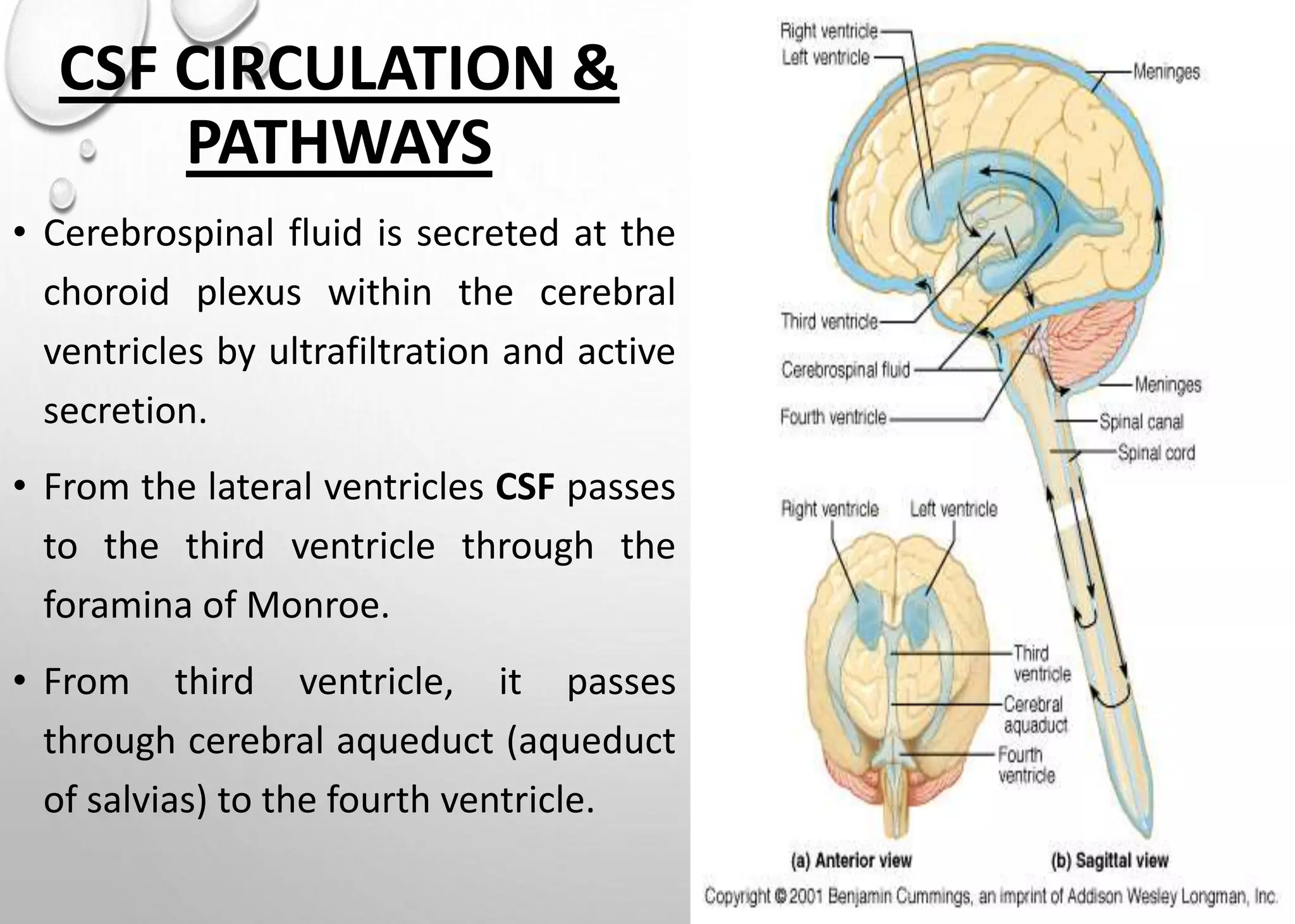 Hydrocephalous with nursing management | PPTX