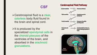 Hydrocephalus (Clinical Anatomy of CSF) By Muhammad Arslan Yasin | PPTX