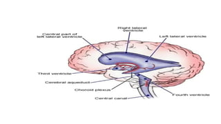 Hydrocephalus symptoms and treatment ppt | PPT