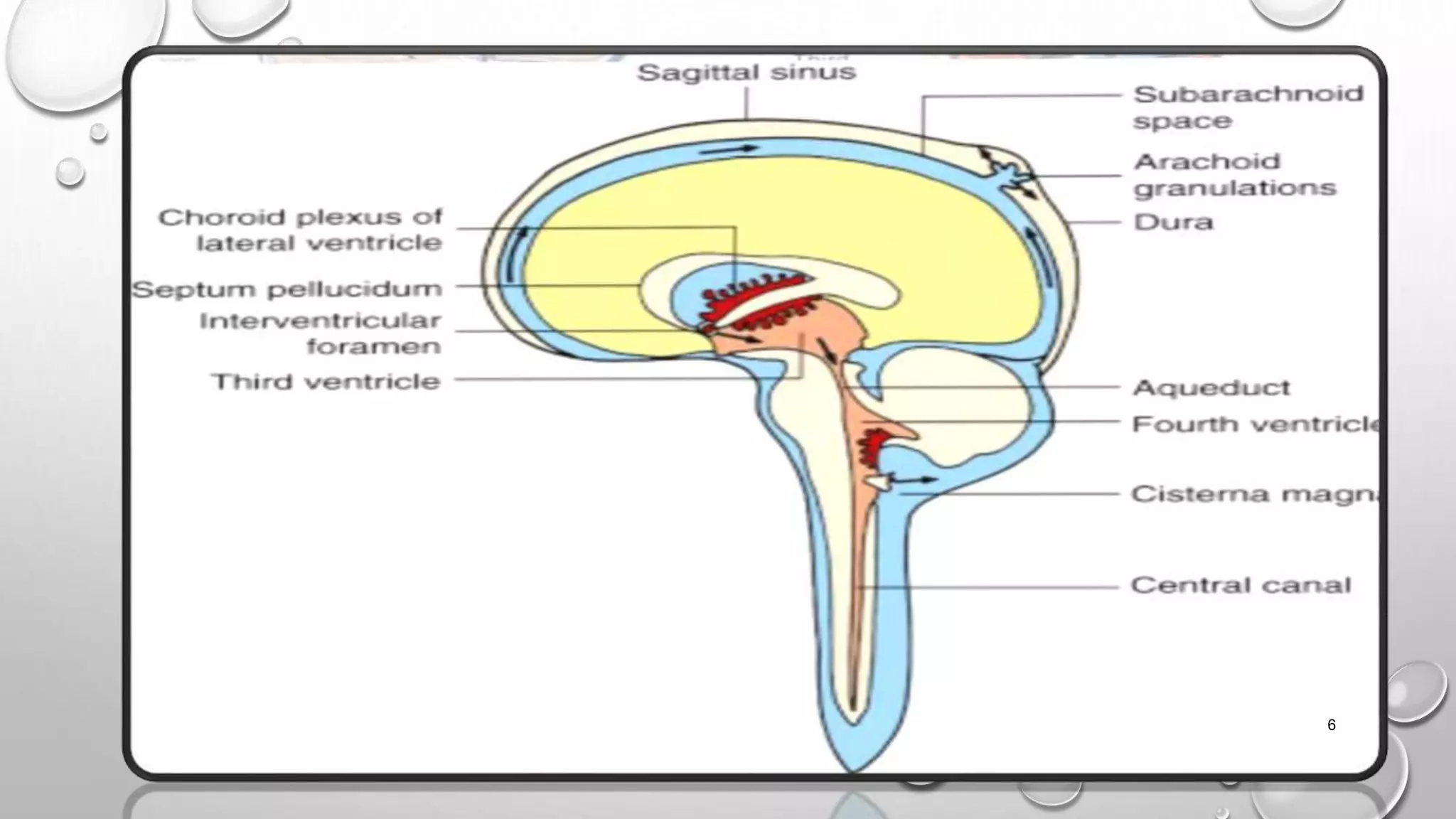 Hydrocephalus & Neural Tube Defecs | PPTX