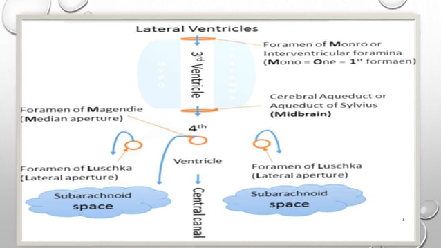 Hydrocephalus & Neural Tube Defecs | PPTX