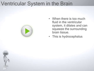 Hydrocephalus and it's causes | PPTX