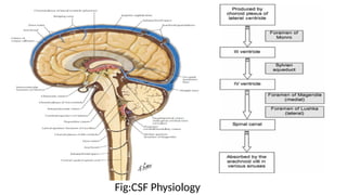 hydrocephalus introduction diagnosis management bhuwan.pptx