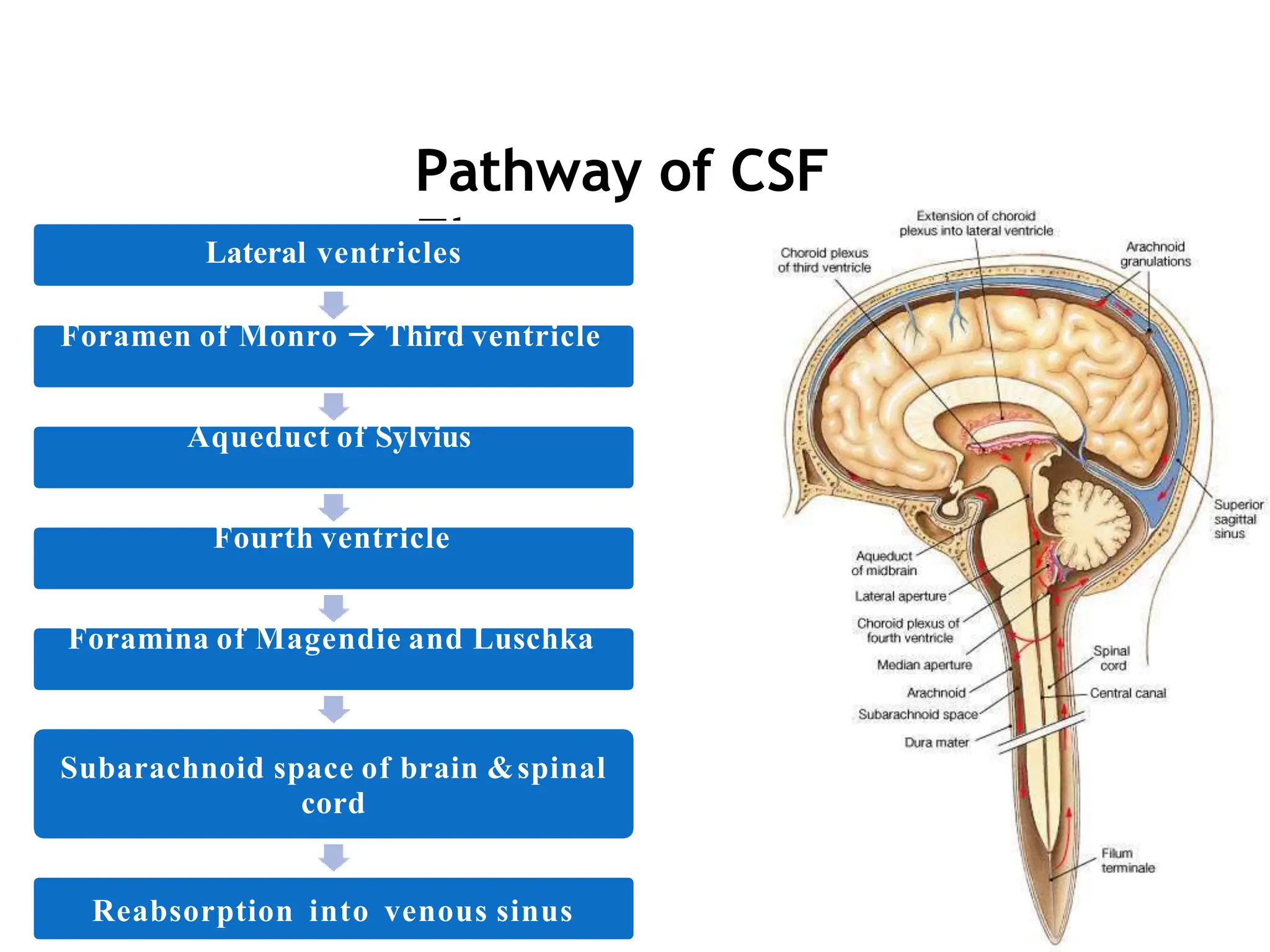 hydrocephalus and csf disorders powerpoint | PPTX