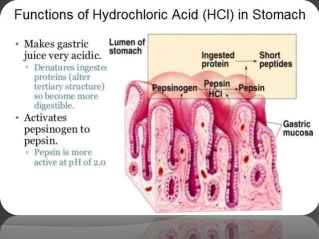 Hydrochloric acid in stomach | PPT