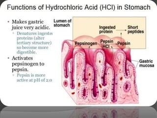Hydrochloric Acid In Stomach