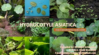 Hydrocotyle The Homoeopathic Medicine | PPS