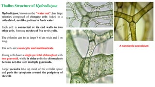 Hydrodictyon | PPTX