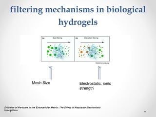Biological hydrogels as selective diffusion barriers | PPT