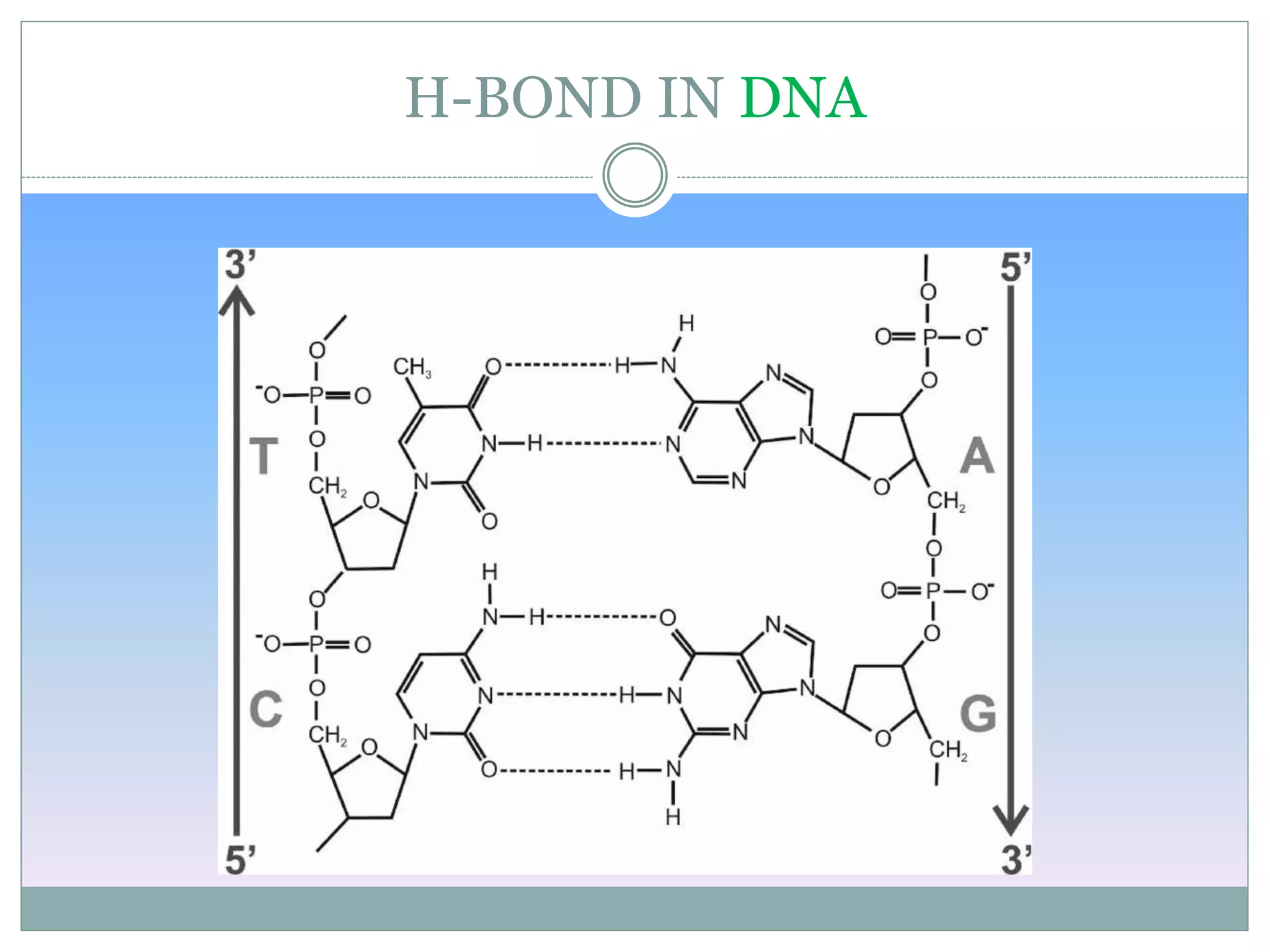 HYDROGEN BOND .pptx