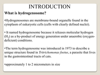 Hydrogenosome in fungi | PPTX