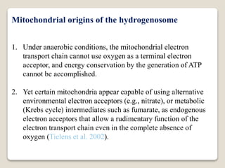 Hydrogenosome in fungi | PPTX