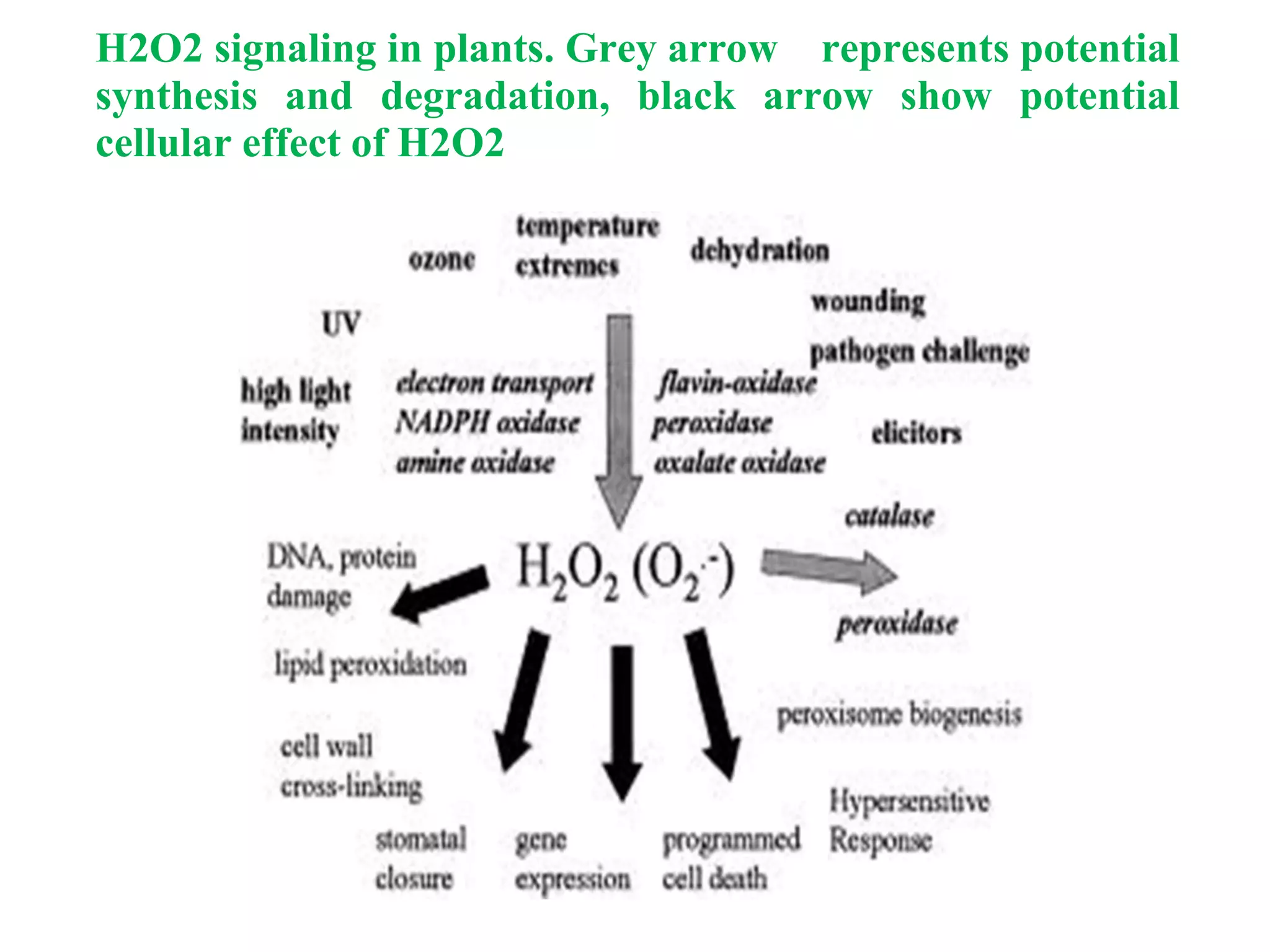 Hydrogen per oxide signaling in plants | PPT