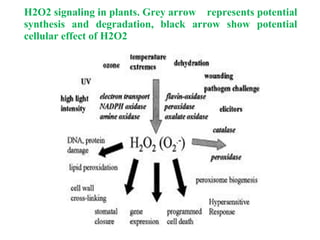 Hydrogen per oxide signaling in plants | PPT
