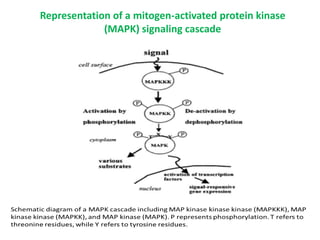 Hydrogen per oxide signaling in plants | PPT