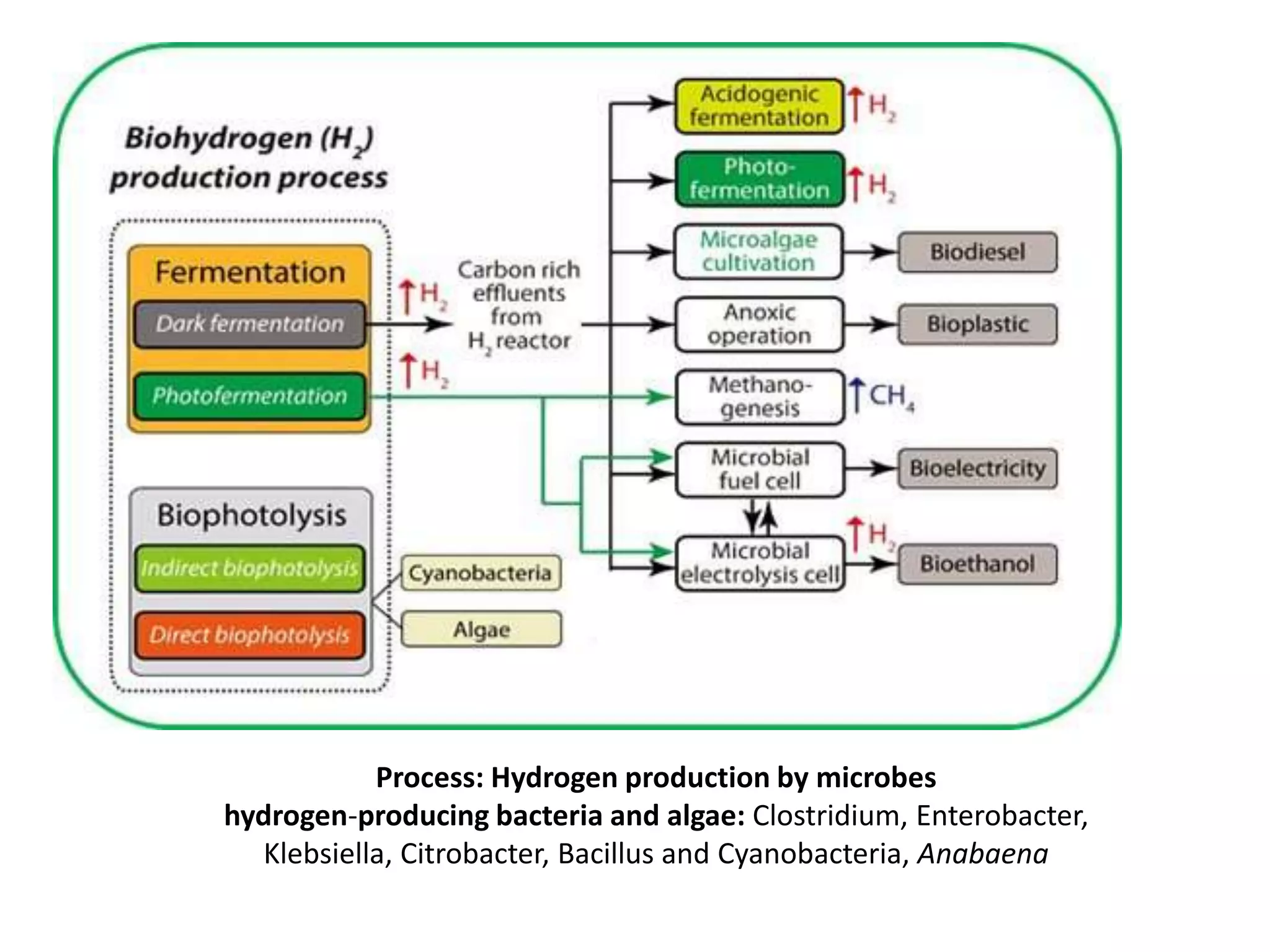 Hydrogen production by microbes | PPTX
