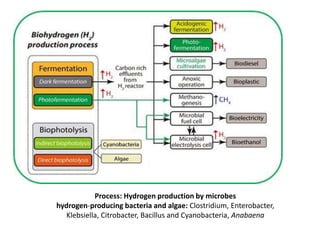 Hydrogen production by microbes | PPTX