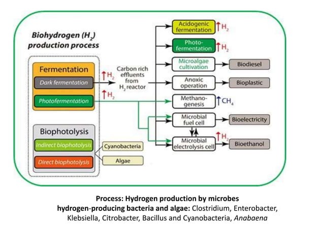 Hydrogen production by microbes | PPTX | Chemistry | Science