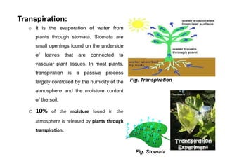 Hydrological cycle by Ar. Papon | PPTX