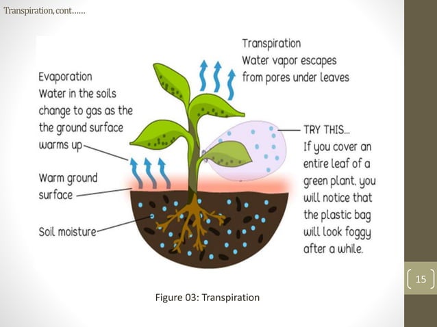 Hydrologic cycle | PPT