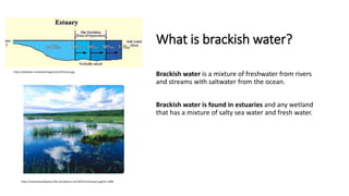 Hydrology presentation | PPT