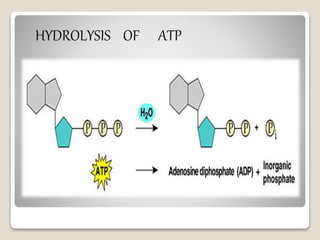 Hydrolysis Diagram