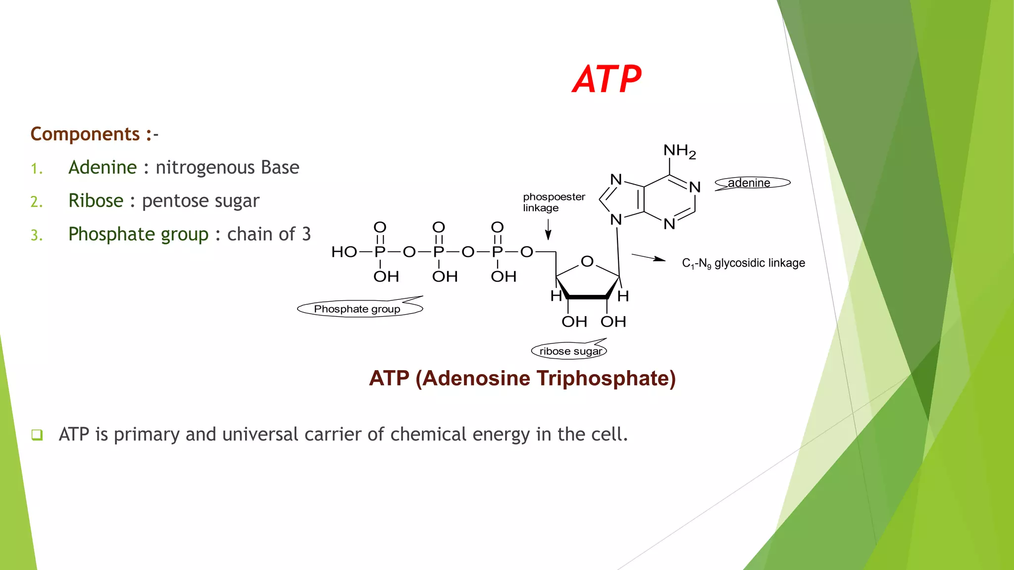 Hydrolysis Of Atp Ppt