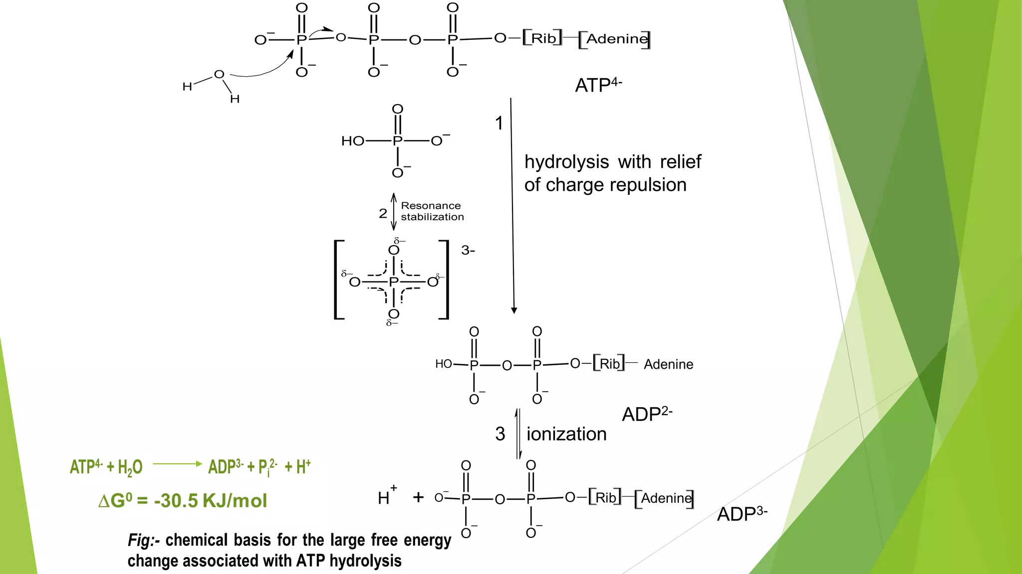 Hydrolysis of ATP | PDF