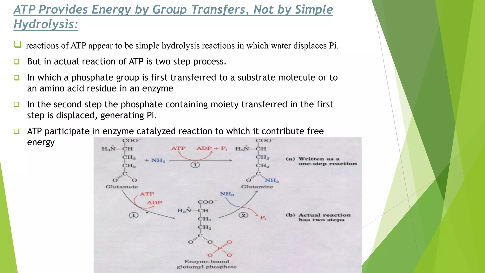 Hydrolysis Of Atp Ppt