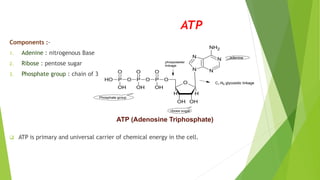 Hydrolysis of ATP | PDF | Chemistry | Science