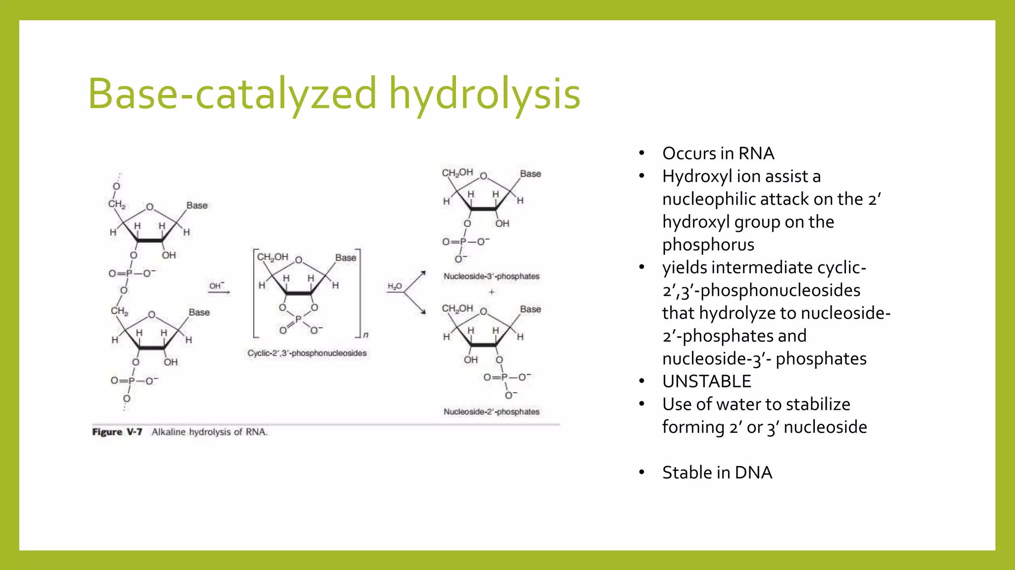 Hydrolysis_of_nucleic_acids.pptx