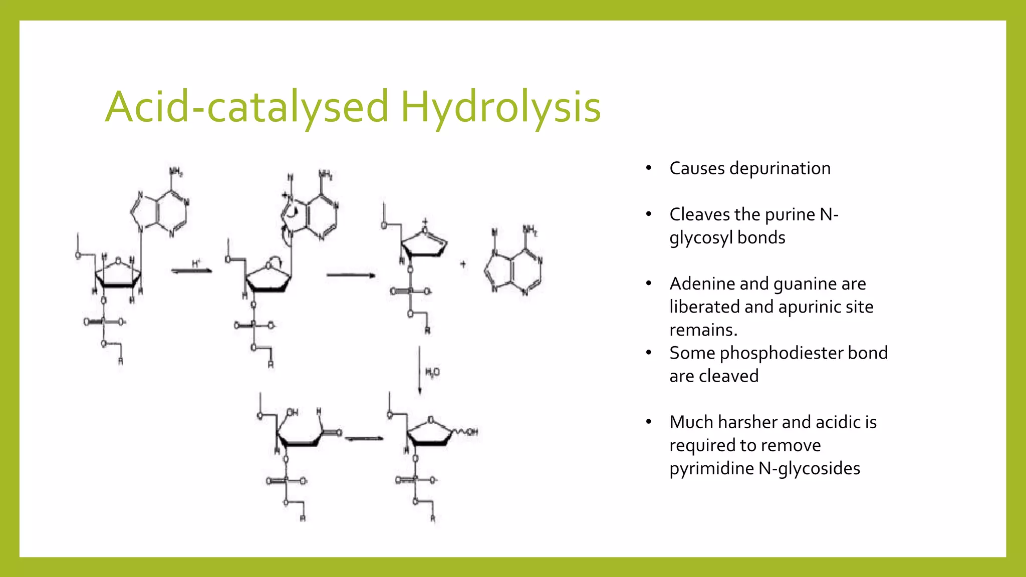 Hydrolysis_of_nucleic_acids.pptx