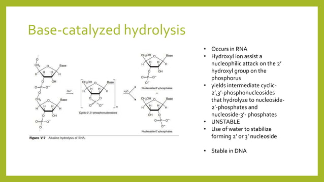 Hydrolysis_of_nucleic_acids.pptx | Chemistry | Science