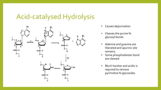 Hydrolysis_of_nucleic_acids.pptx