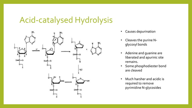 Hydrolysis_of_nucleic_acids.pptx | Chemistry | Science