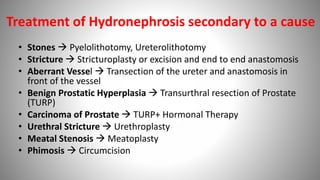 Hydronephrosis | PPTX