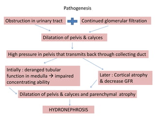 Hydronephrosis | PPTX