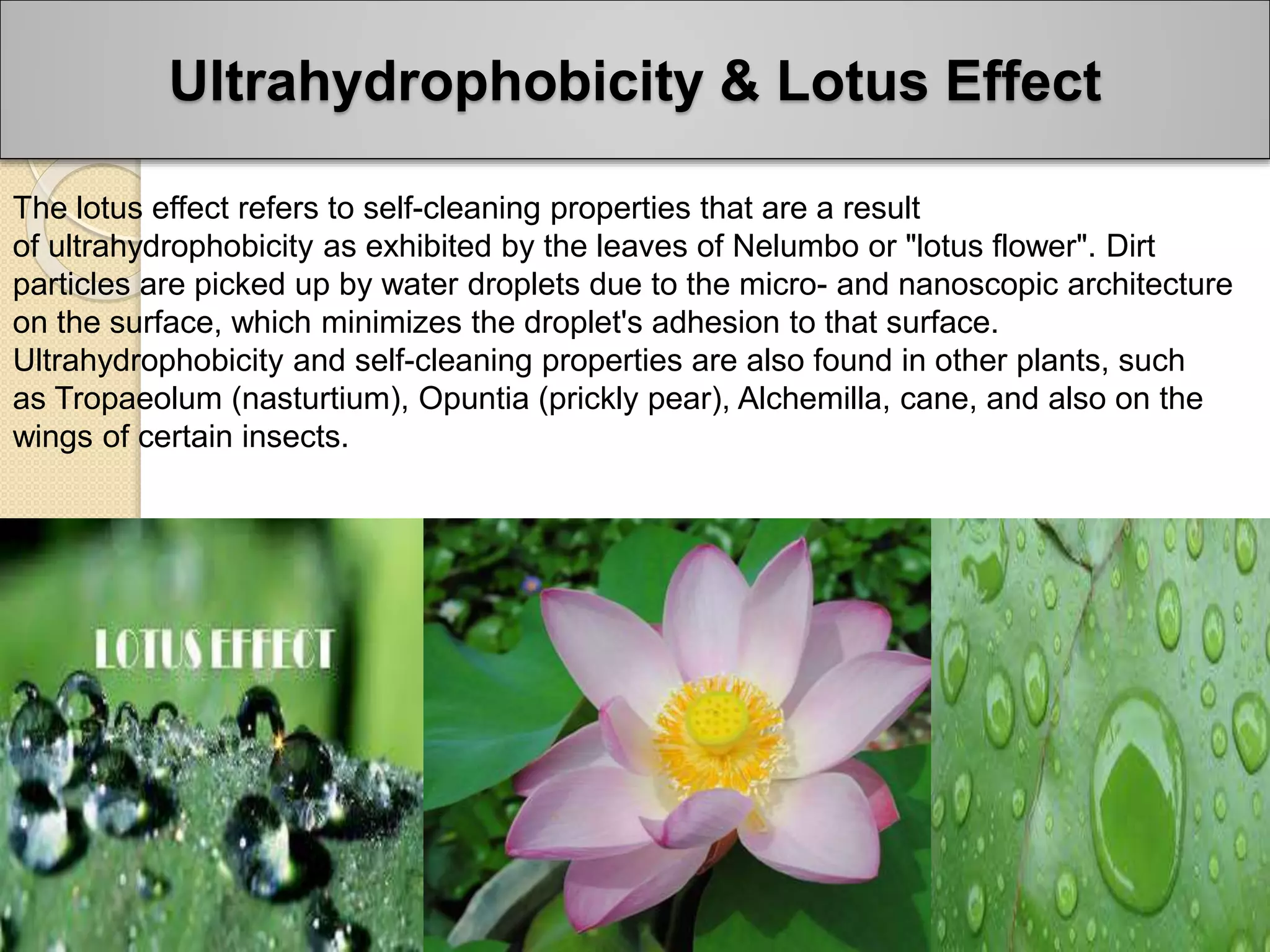 Hydrophilic & hydrophobic presentation | PPTX