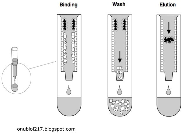 Hydrophobic interaction chromatography (1) | PPT | Chemistry | Science