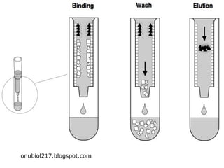 Hydrophobic Interaction Chromatography