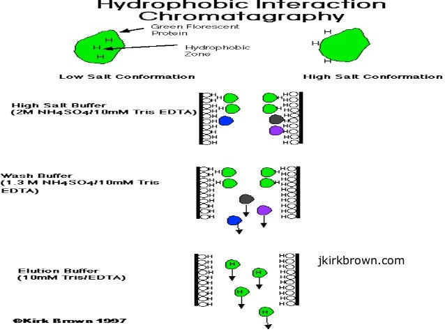Hydrophobic interaction chromatography (1)