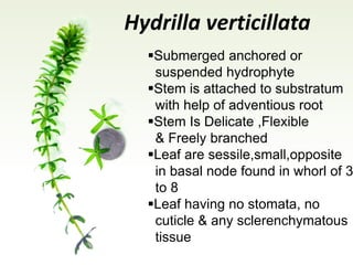 Some Hydrophytes | PPTX